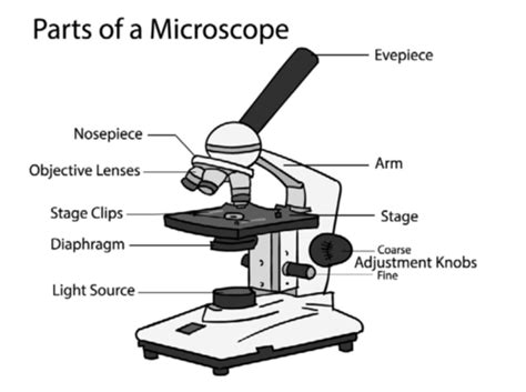Biology Aqa Gcse Flashcards Quizlet