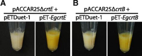 Color Complementation Experiments In E Coli With The P Ananatis
