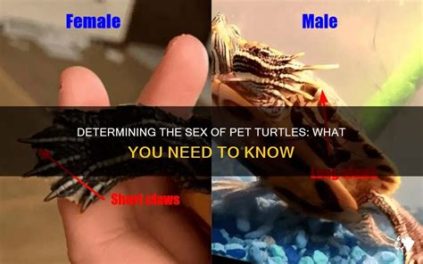 Determining The Sex Of Pet Turtles What You Need To Know Petshun