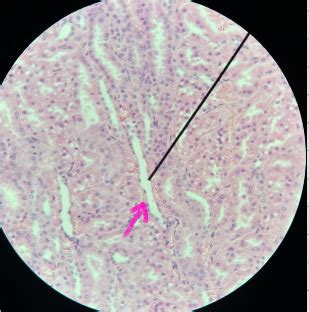 Histology Lab 2 Flashcards Quizlet
