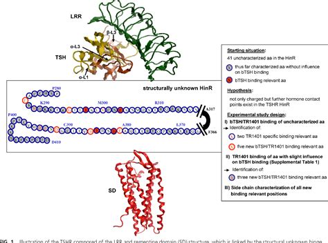 Figure 1 from Identification of novel TSH interaction sites by ...