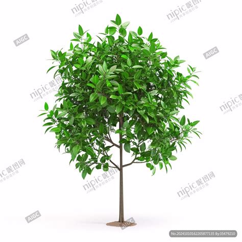 Ai创作图琵琶果树绿色植物植树 植物绿化大树 树叶树杆树造型 忍冬树素材 绿色桂花树 绿色大树榕树 绿化树木植物 绿色梧桐树 植物树木种植 树叶树杆造型 大叶子树木 榕树树杆素材 生态素材大树