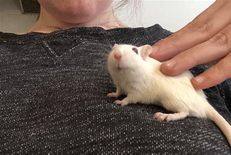 Izzy Says Hello Stay Safe” Scrolller Izzy Says Hello Stay Safe” Scrolller