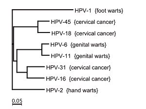 Human Papillomavirus Hpv Structure Discovery And Growth Lesson
