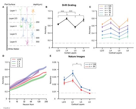 Figure 1 From Neuron Populations Across Layer 2 6 In The Mouse Visual