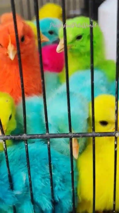 Cute Colour Chicks Available At Plantsandpetsworld Youtube
