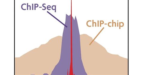Chip Exo High Resolution Chip Assay