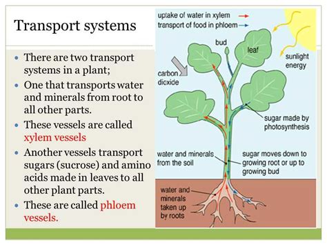 The Key To Understanding Vanessa Jason Biology Roots Exploring Photosynthesis Answer Key