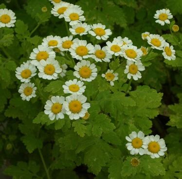 Tanacetum parthenium; chrysanthemum parthenium; grande camomille