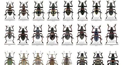 Notes 4 Weevil Species Coleoptera Curculionidae From The
