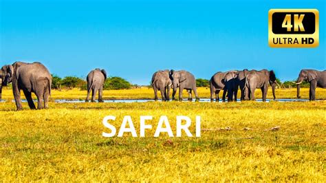Safari Na África 4k Animais Selvagens Africanos Youtube