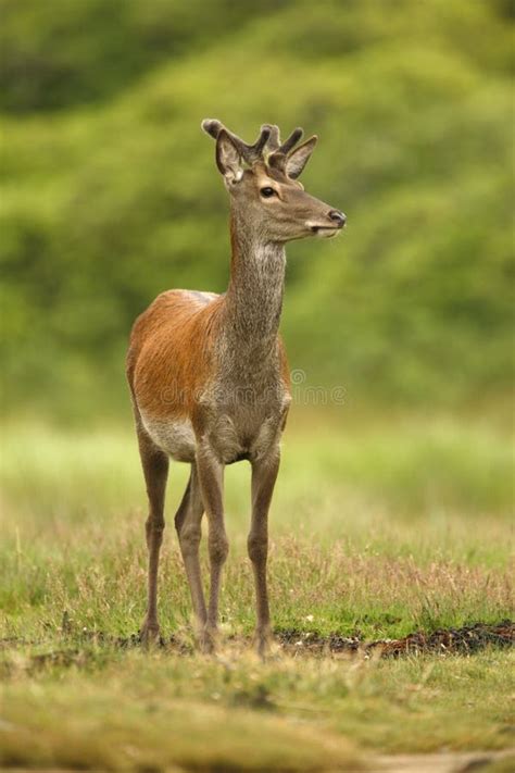 Elaphus Novo Do Cervus Do Veado Dos Veados Vermelhos Nos Chifres De Veludo Foto De Stock