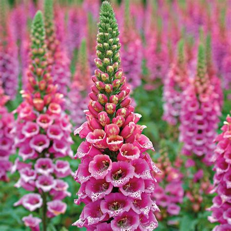 Foxglove Digitalis Plant Varieties White Flower Farm