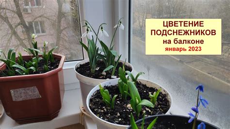 Цветущий подснежник зимой. Цветы подснежники дома на балконе в горшке ...