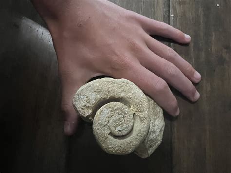 Fossilized Crustacean Fossil Id The Fossil Forum