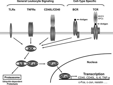 Adipose Tissue Macrophages In The Development Of Obesity Induced Inflammation Insulin