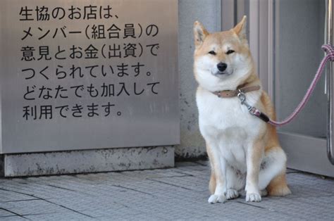 これはCMではありません GANREF