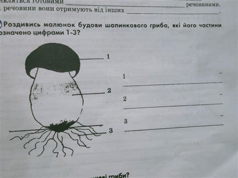 3 Роздивись малюнок будови шапинкового гриба які його частини позначено цифрами 1 3ПОМОГИТЕ