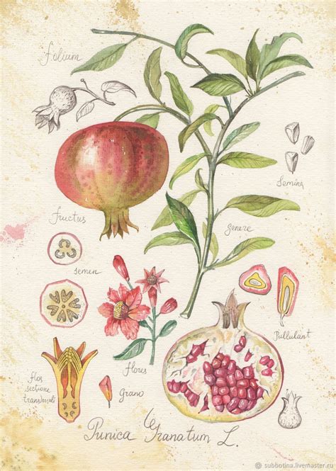 Ботаническая акварель купить или заказать в интернет магазине на