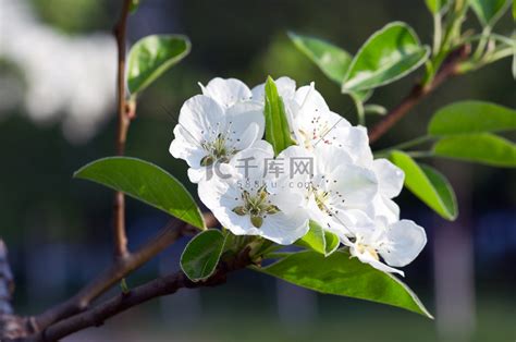 春天梨花的特写高清摄影大图 千库网