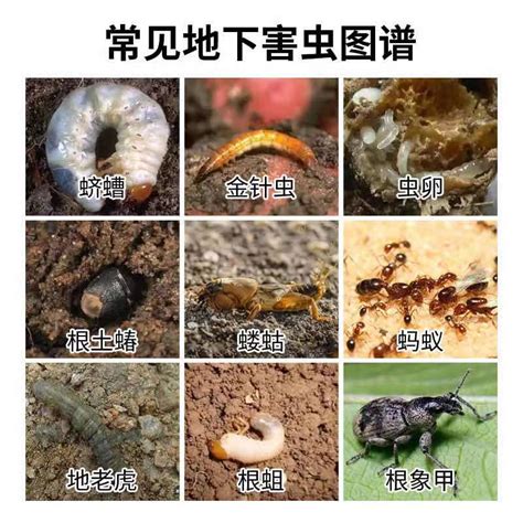 地下害虫药辛硫磷颗粒杀地老虎骷髅蜈蚣马陆千足虫土壤害虫杀虫剂 虎窝淘
