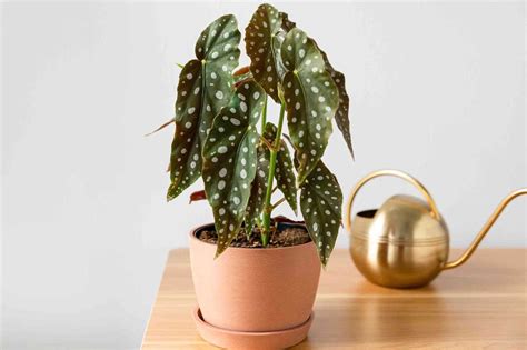 All About Begonia Maculata Care Tips Propagation And More Updated