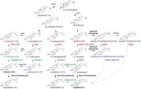 Sterol Biosynthesis Starts Preferentially With Cycloartenol In Plants