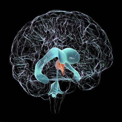 A 3d Scientific Illustration Showcasing The Third Brain Ventricle Stock