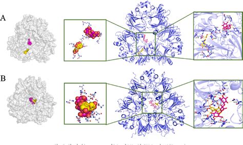 Figure 5 From Complexation Of Soybean Protein Isolate With β Glucan And Myricetin Different