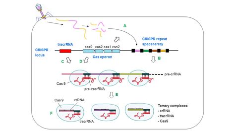 Introduction Into Crispr Cas