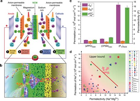An Electro‐driven Cation Permselective Separation A Representation Of Download Scientific