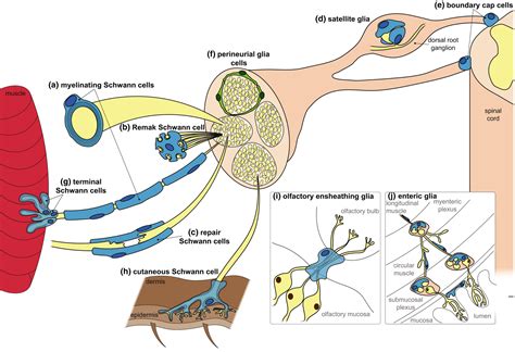 Satellite Cells And Schwann Cells