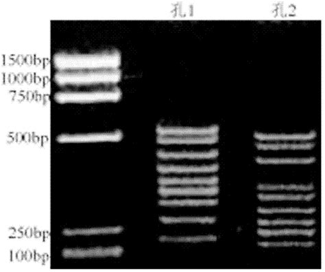 Chip And Method For Real Time Pcr Polymerase Chain Reaction Gene Detection At Polygenic