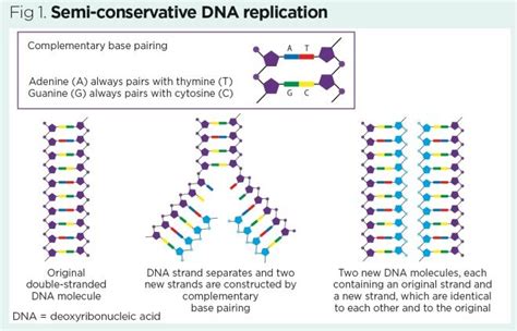 Genes And Chromosomes 2 Cell Division And Genetic Diversity Nursing