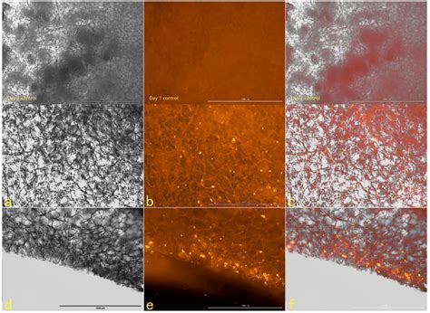 The Hsfs Detected On A Three Dimensional Scaffold Day 1 In The