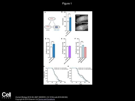 Sexually Antagonistic Male Signals Manipulate Germline And Soma Of C Ppt Download