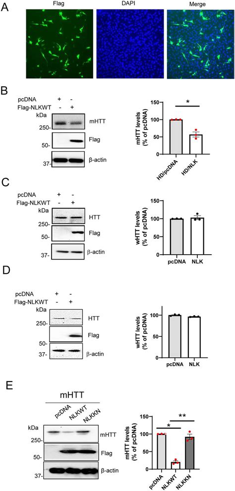 Nlk Selectively Decreases Endogenous Mhtt Protein Levels In A