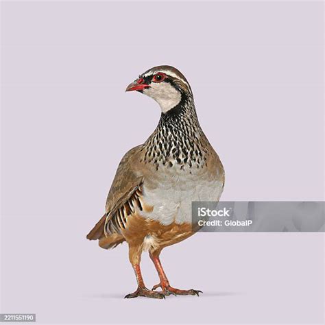 빨간 다리 자고새가 평범한 보라색 배경에 오른쪽을 바라보고 옆모습에 서 있습니다 0명에 대한 스톡 사진 및 기타 이미지 0명 가금류 깃털 Istock