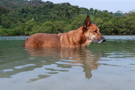 얕은 곳에서 가슴 깊숙이 서 있는 인도 야생 길 잃은 개 썰물 때 바다의 물가 바다 파도에서 놀고 어지럽히는 잡종 개의 클로즈업 이미지 전경에 초점 0명에 대한 스톡 사진