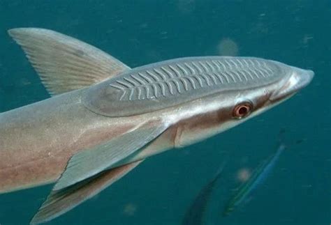 Common Remora — Curious Species