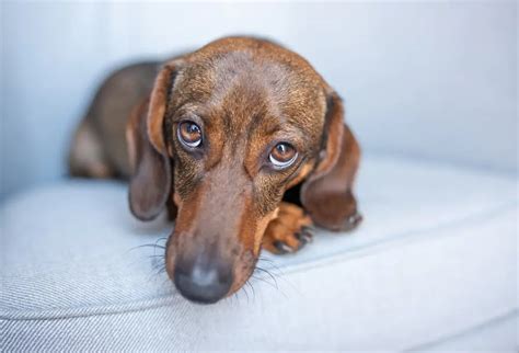 Gastroenteritis In Dogs Common Symptoms Treatment Hge In Dogs