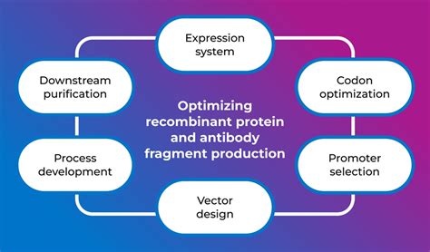 Optimizing The Production Of Recombinant Proteins And Antibody Fragments