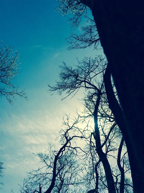 Sky Trees Nature Wallpapers HD Desktop And Mobile Backgrounds