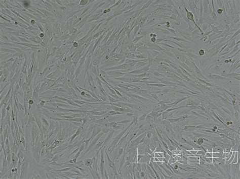 人真皮成纤维细胞 企业官网