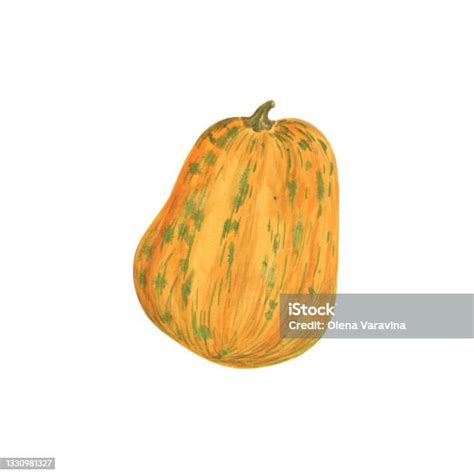호박 손으로 그린 수채화 일러스트 오렌지 야채 계절 가을 휴일 축 축 하 디자인 건강 한 채식 주의 다이어트 추수 감사절 할로윈 클립 아트 10월에 대한 스톡 벡터 아트 및
