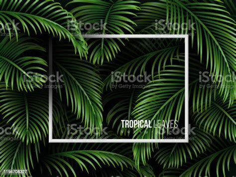 복사 공간이있는 열대 야자수 잎 배경 인사말 초대장 화장품 또는 스파 제품 여름 계절 카드를위한 이국적인 어두운 녹색 템플릿 벡터 0명에 대한 스톡 벡터 아트 및 기타