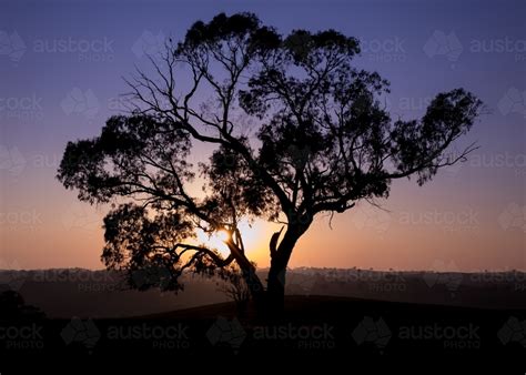 Image Of Silhouette Of Lone Tree Against Sunset Austockphoto