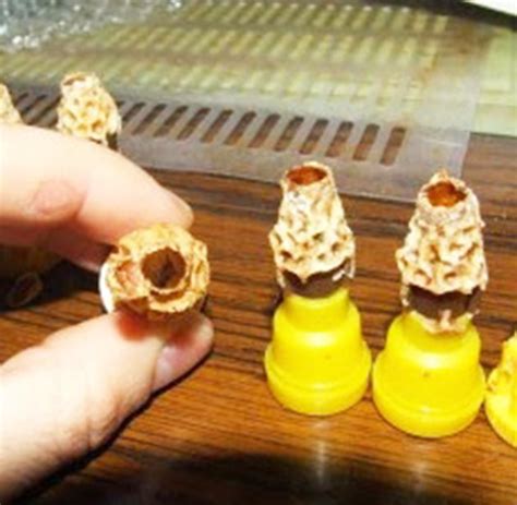 При присъединяване на две пчелни семейства Български Фермер