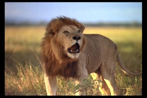 [imax Africa] African Lion Panthera Leo Male { 아프리카사자 Image Only