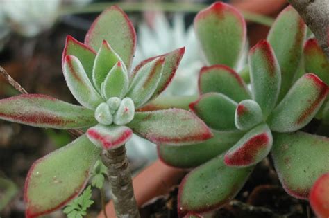 Suculentas Peludas Una Rara Especie Ideal Para La Decoración De Interiores